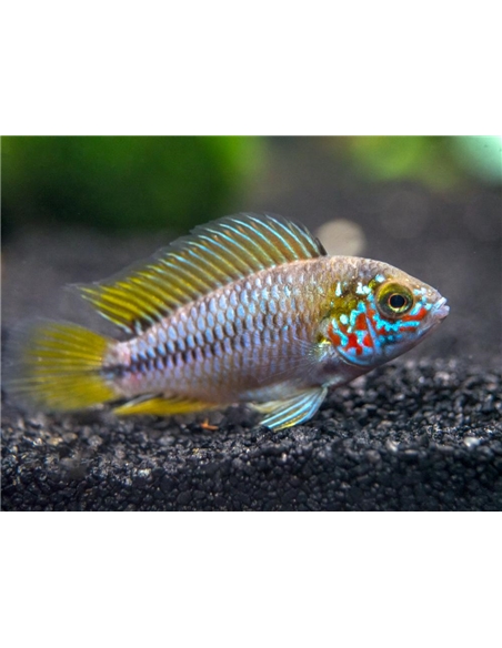 Apistogramma Borelli