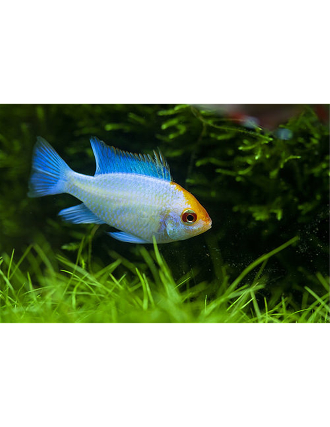 Ramirezi Electric Blue - MICROGEOPHAGUS RAMIREZI - Vivos Peixes