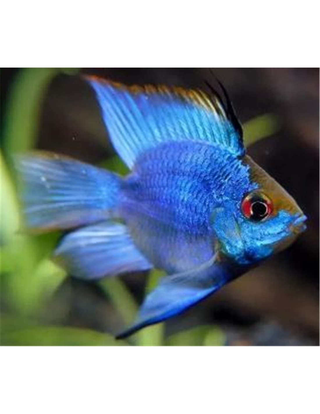 Ramirezi Balão electric blue - Microgeophagus Ramirezi