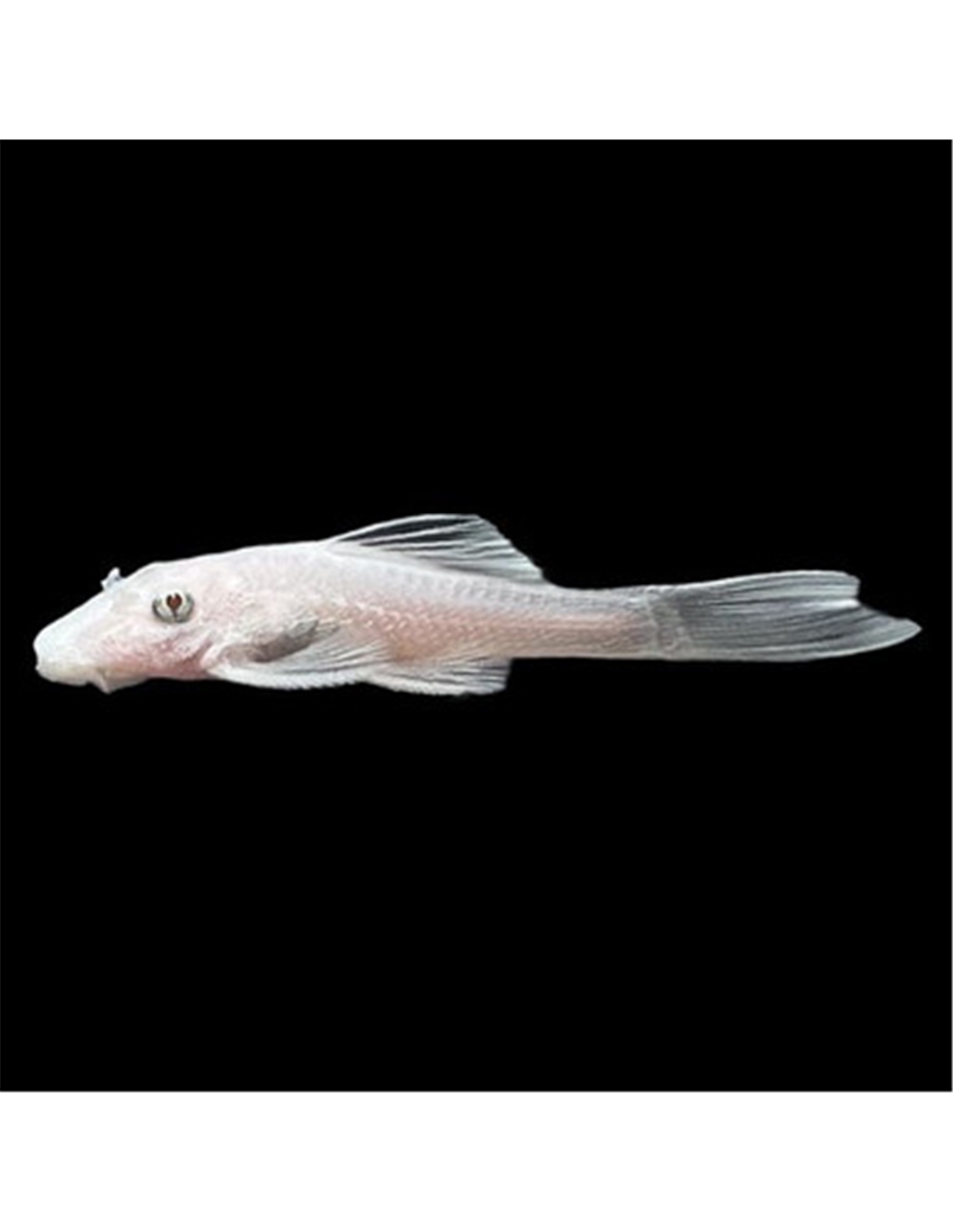 Ancistrus L144 Snow White Blue Eyes